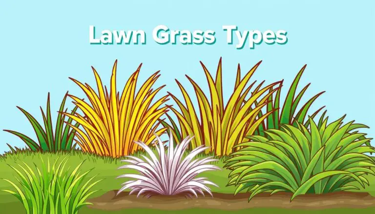 Understanding Grass Types and Their Maintenance Needs