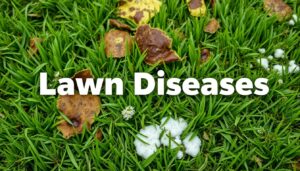 How to Identify and Treat Lawn Diseases